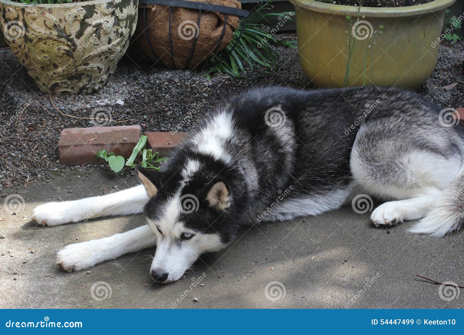 Husky stock image. Image of black, husky, back - 54447499