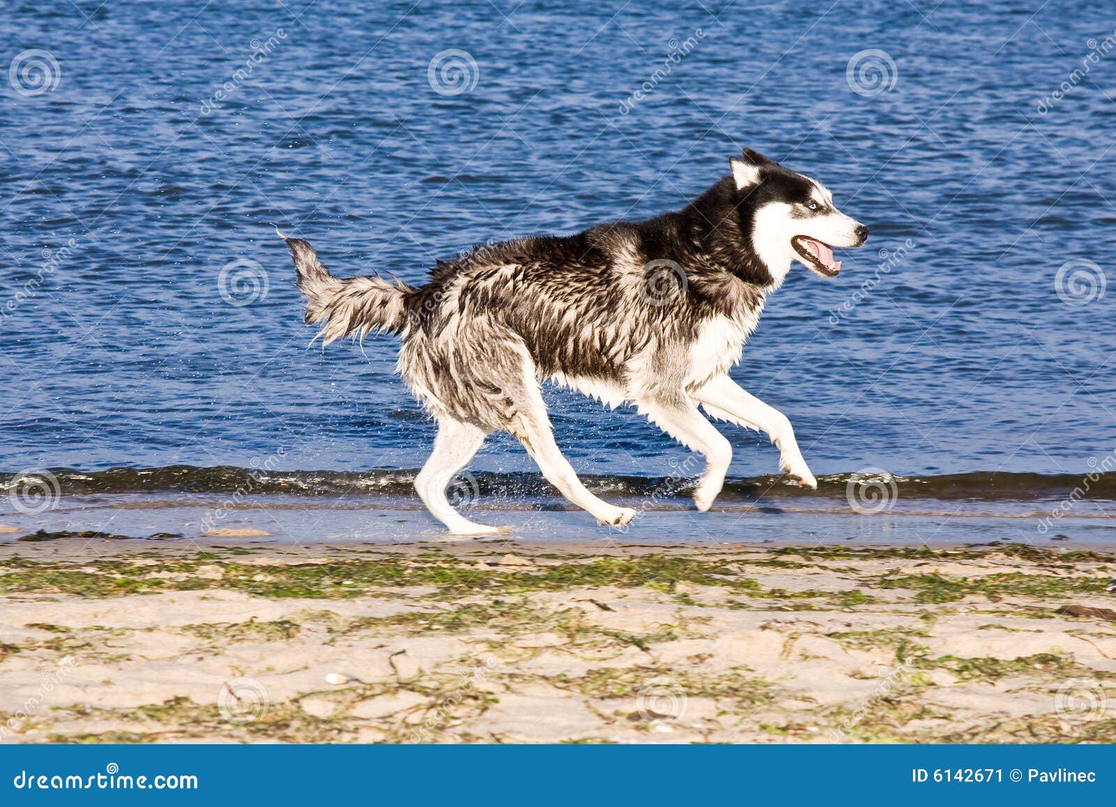 Husky on the beach stock image. Image of prey, coast, blak - 6142671