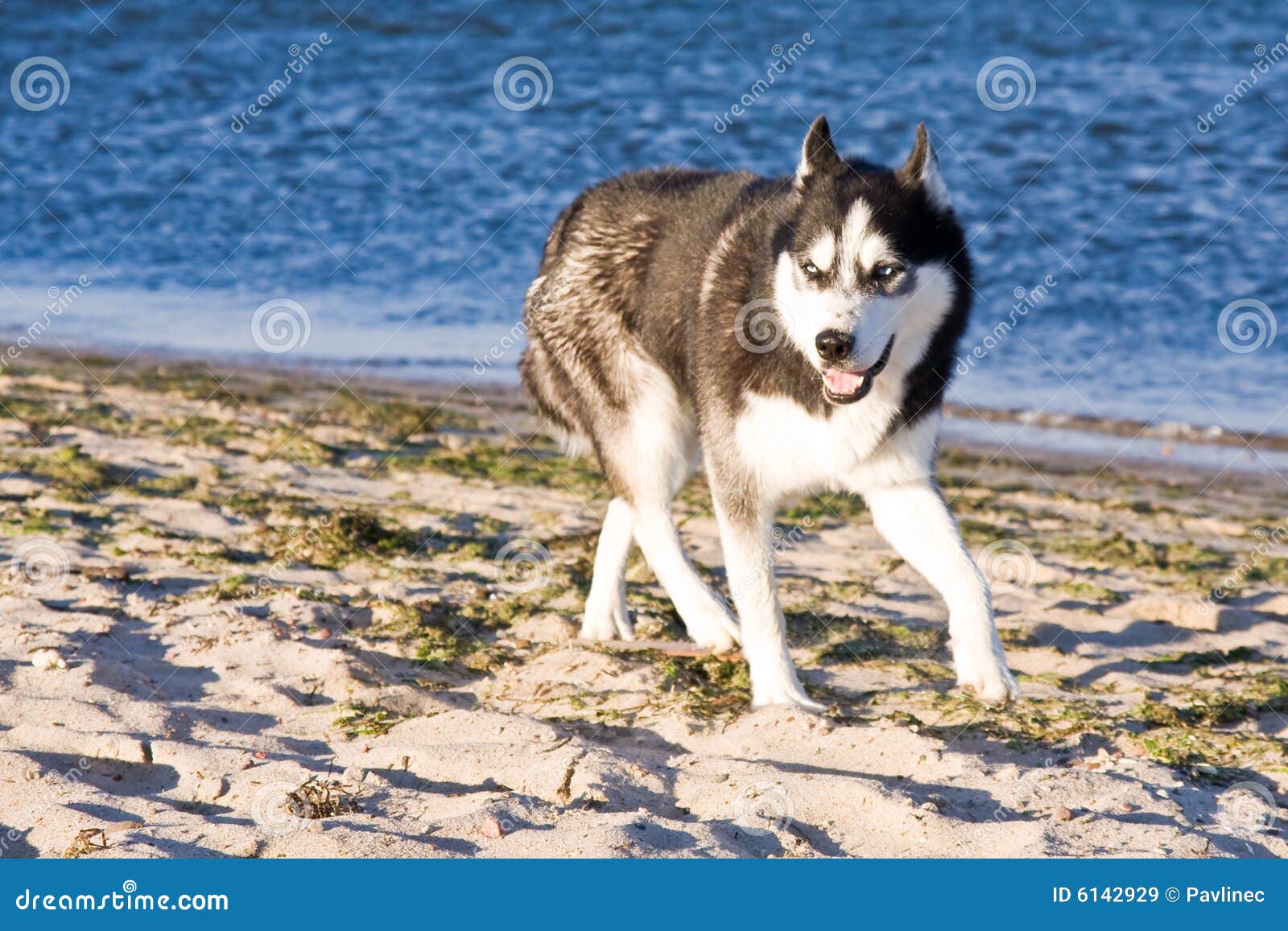 Husky on the beach stock image. Image of action, nature - 6142929