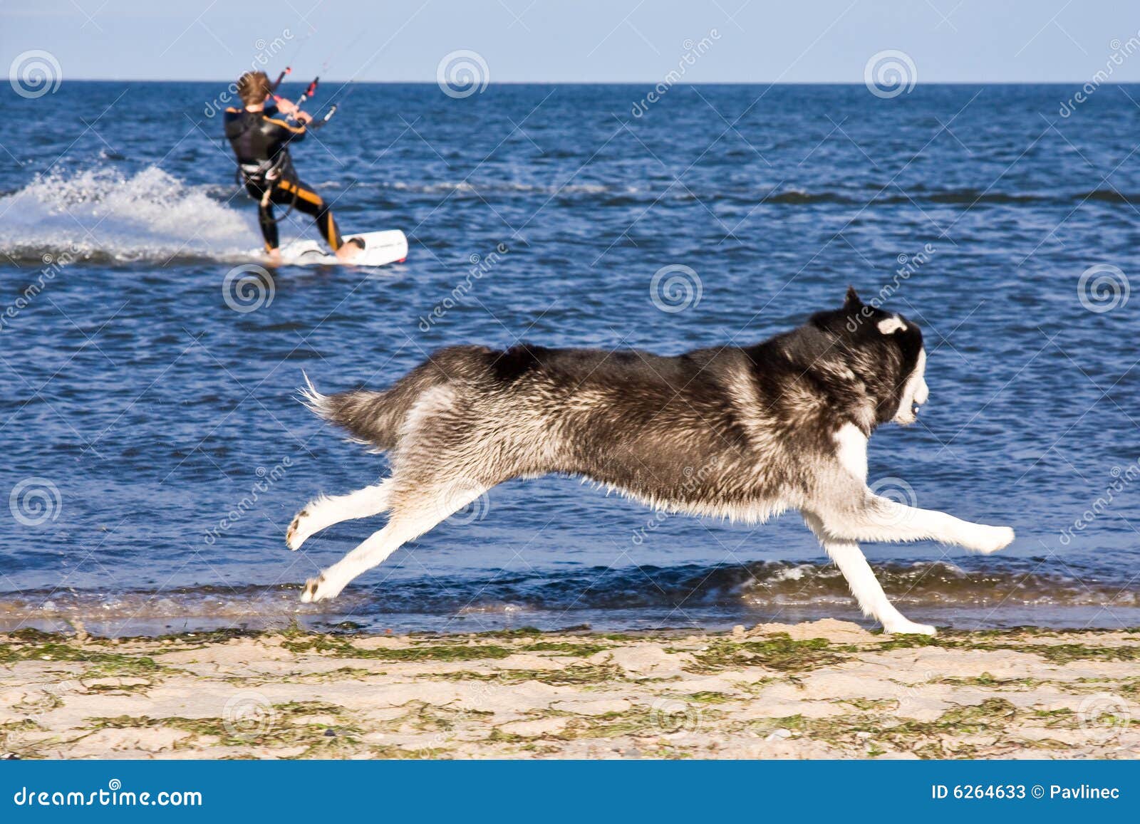 Husky on the beach stock image. Image of hunt, sand, canine - 6264633