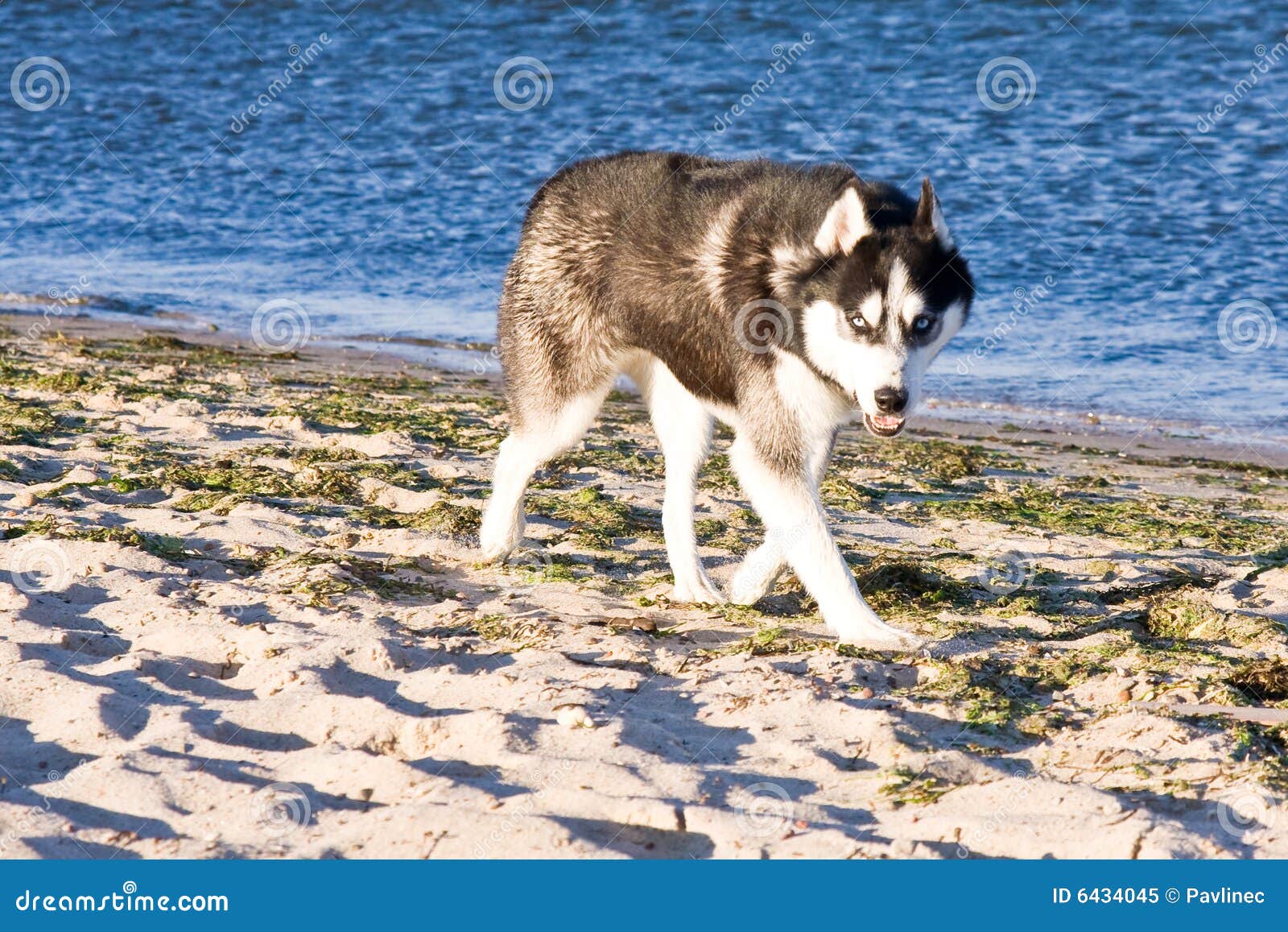 Husky on the beach stock image. Image of kill, inquisitive - 6434045