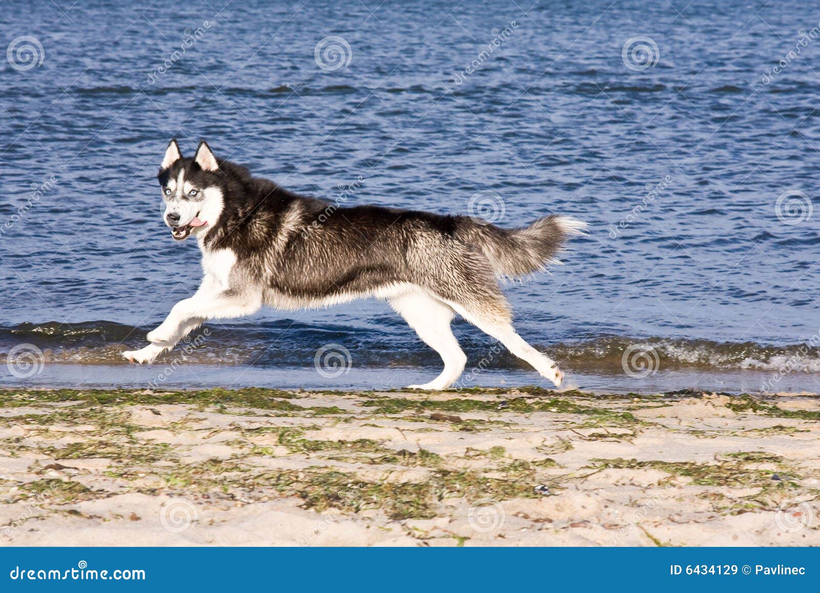 Husky on the beach stock image. Image of husky, active - 6434129