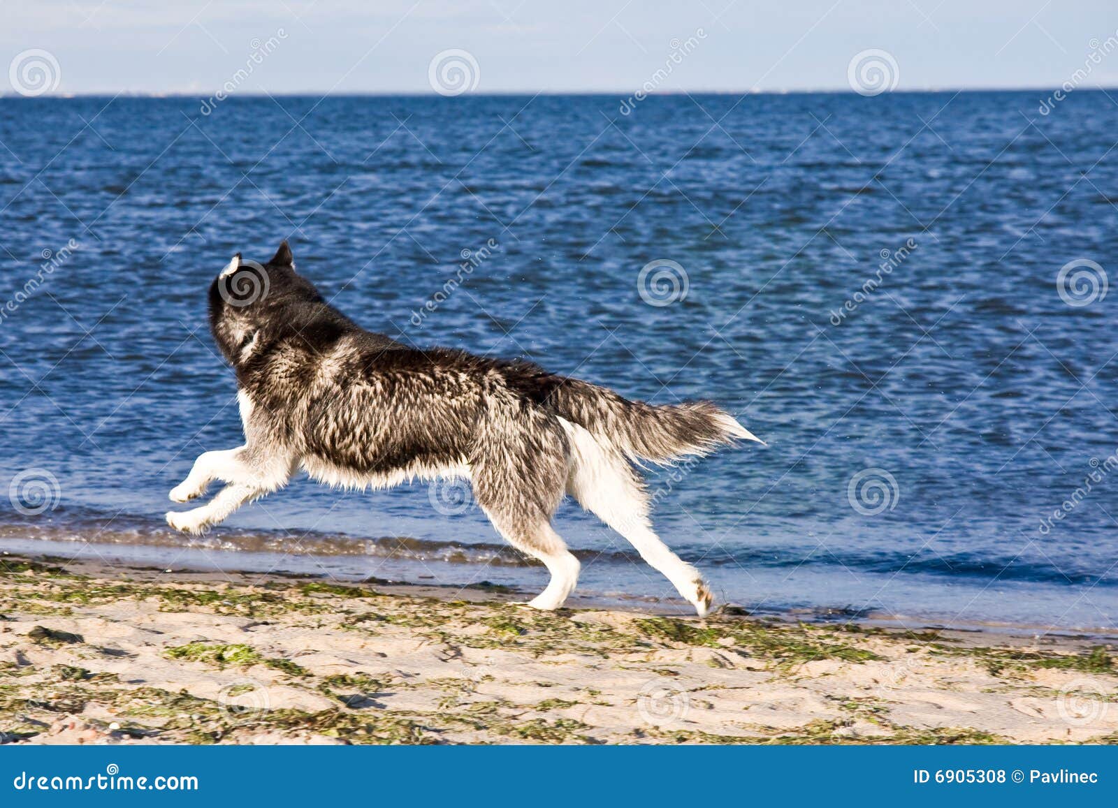 Husky on the beach stock photo. Image of sand, aggressive - 6905308