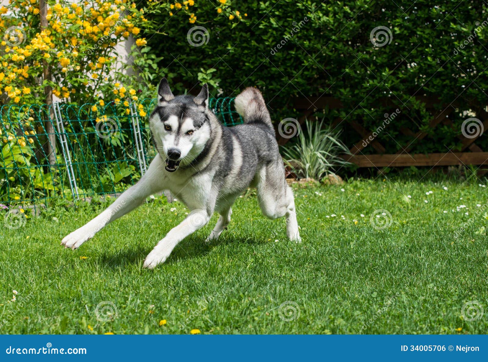 Husky stock photo. Image of play, huski, park, pedigree - 34005706