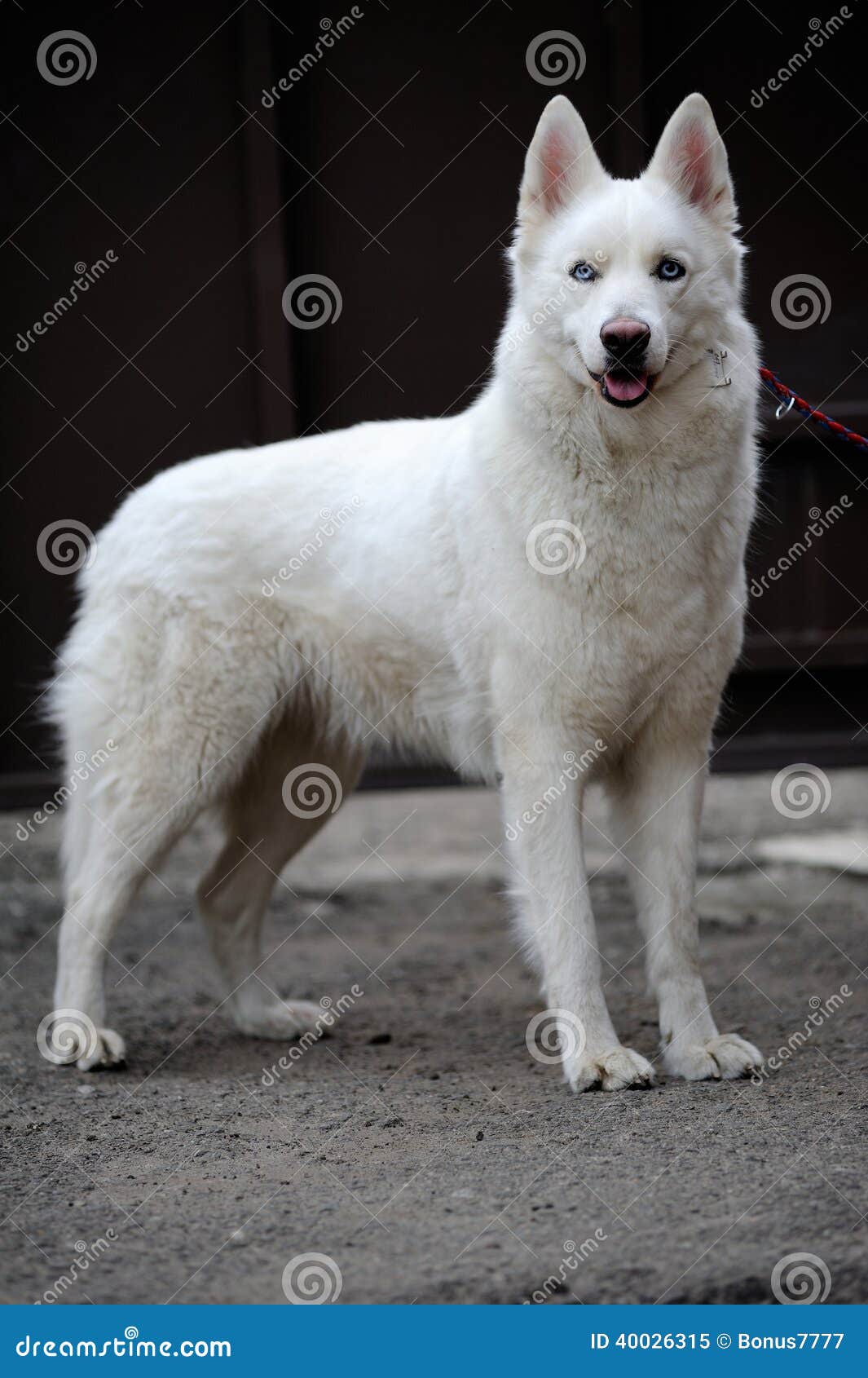 Husky bianco immagine stock. Immagine di rauco, protezione - 40026315