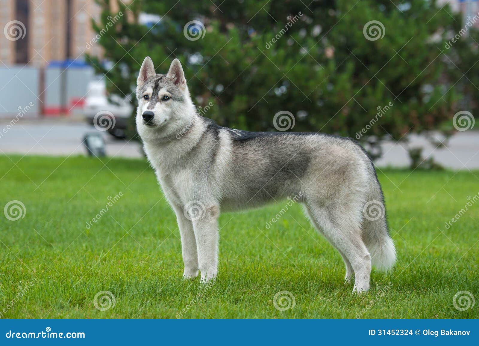 Husky in the big city stock photo. Image of malamut, race - 31452324