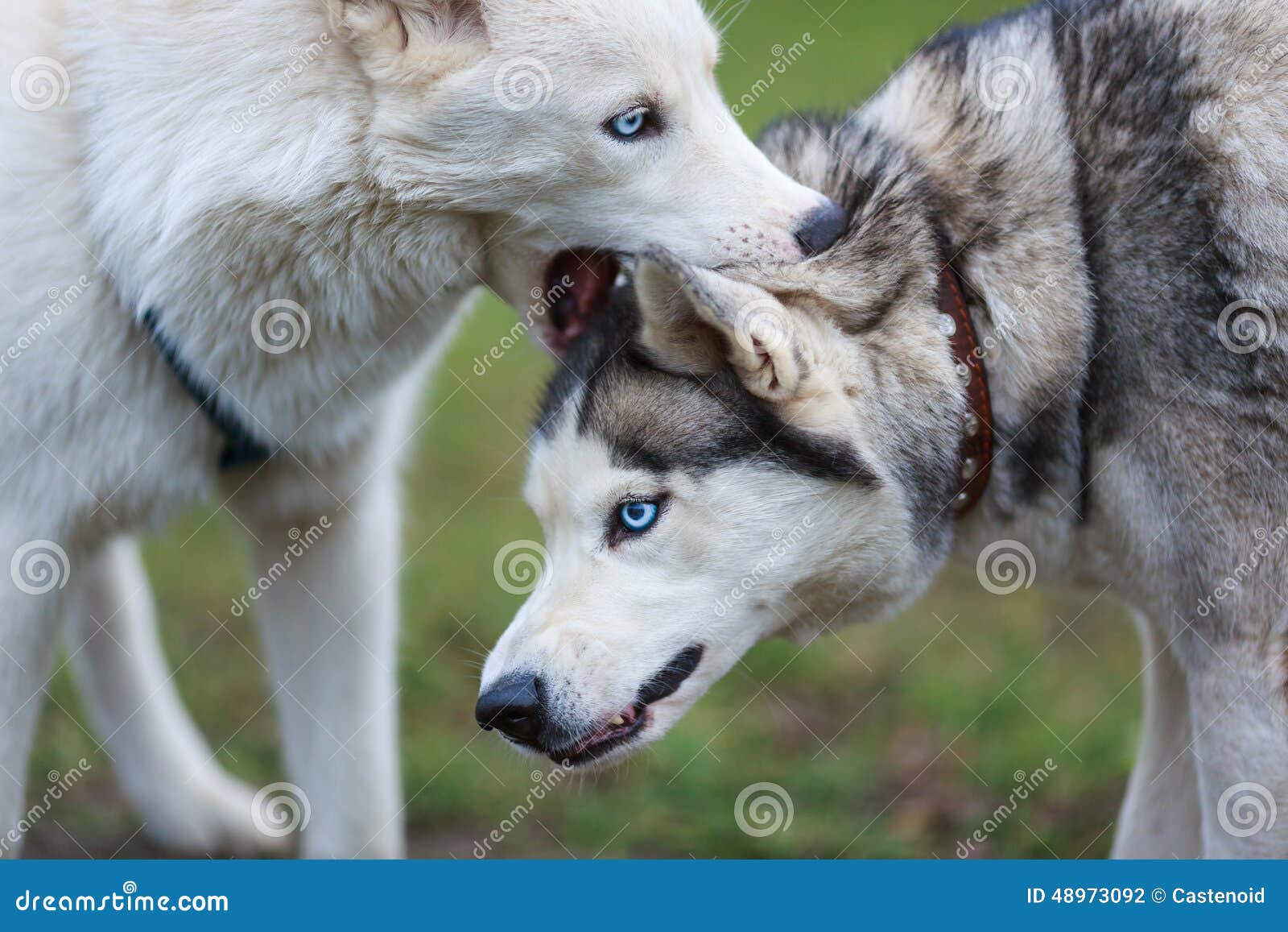 Husky bites stock photo. Image of huskies, adorable, little - 48973092