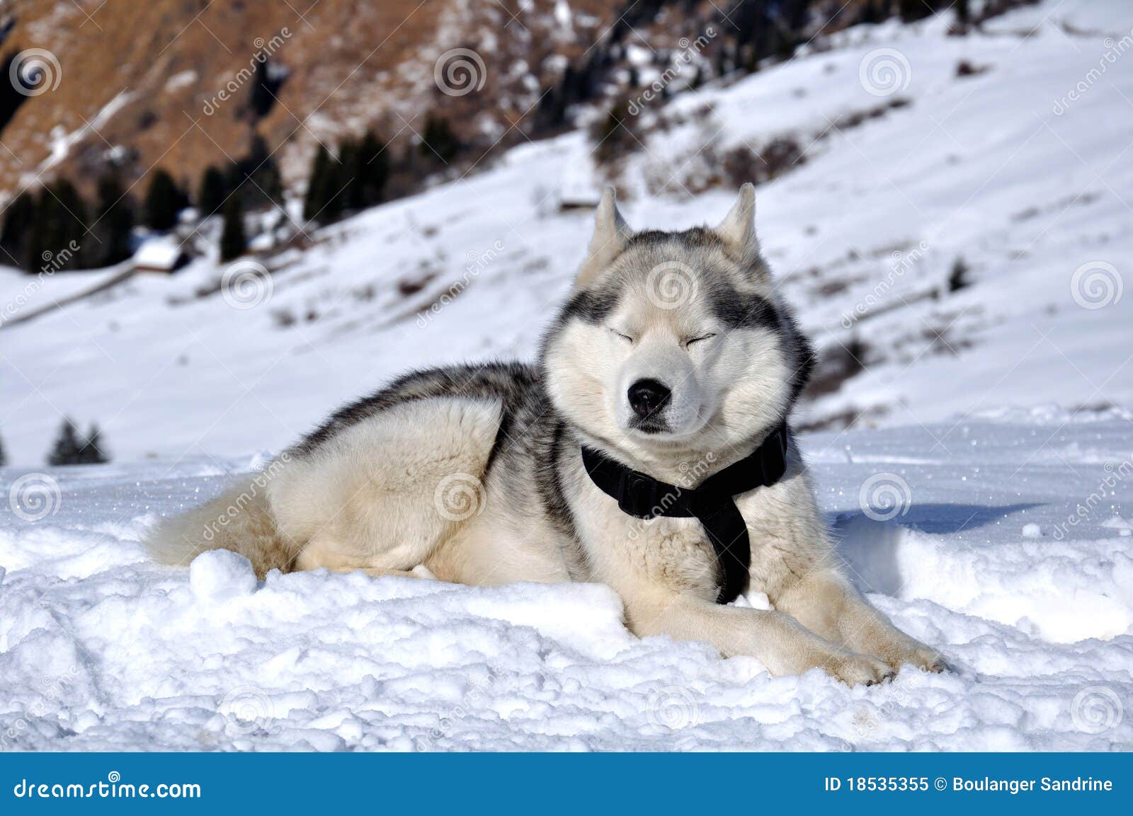 Husky break stock image. Image of resistant, harness - 18535355