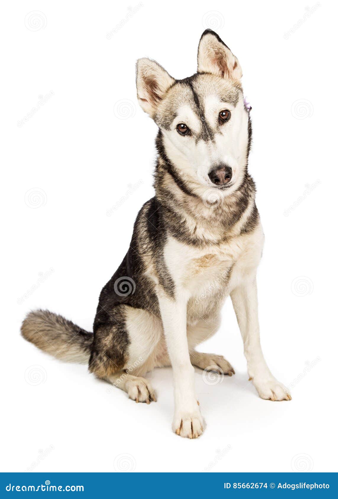 Husky Crossbreed Dog with Attentive Expression Stock Photo - Image of ...