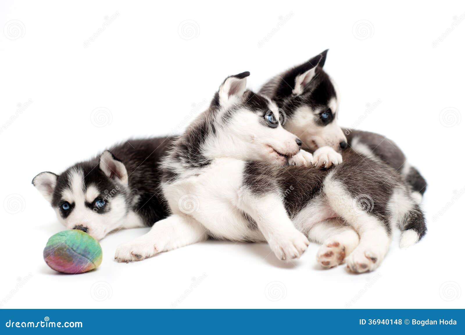 Husky Cubs Playing with a Ball in Studio Stock Photo - Image of doggy ...