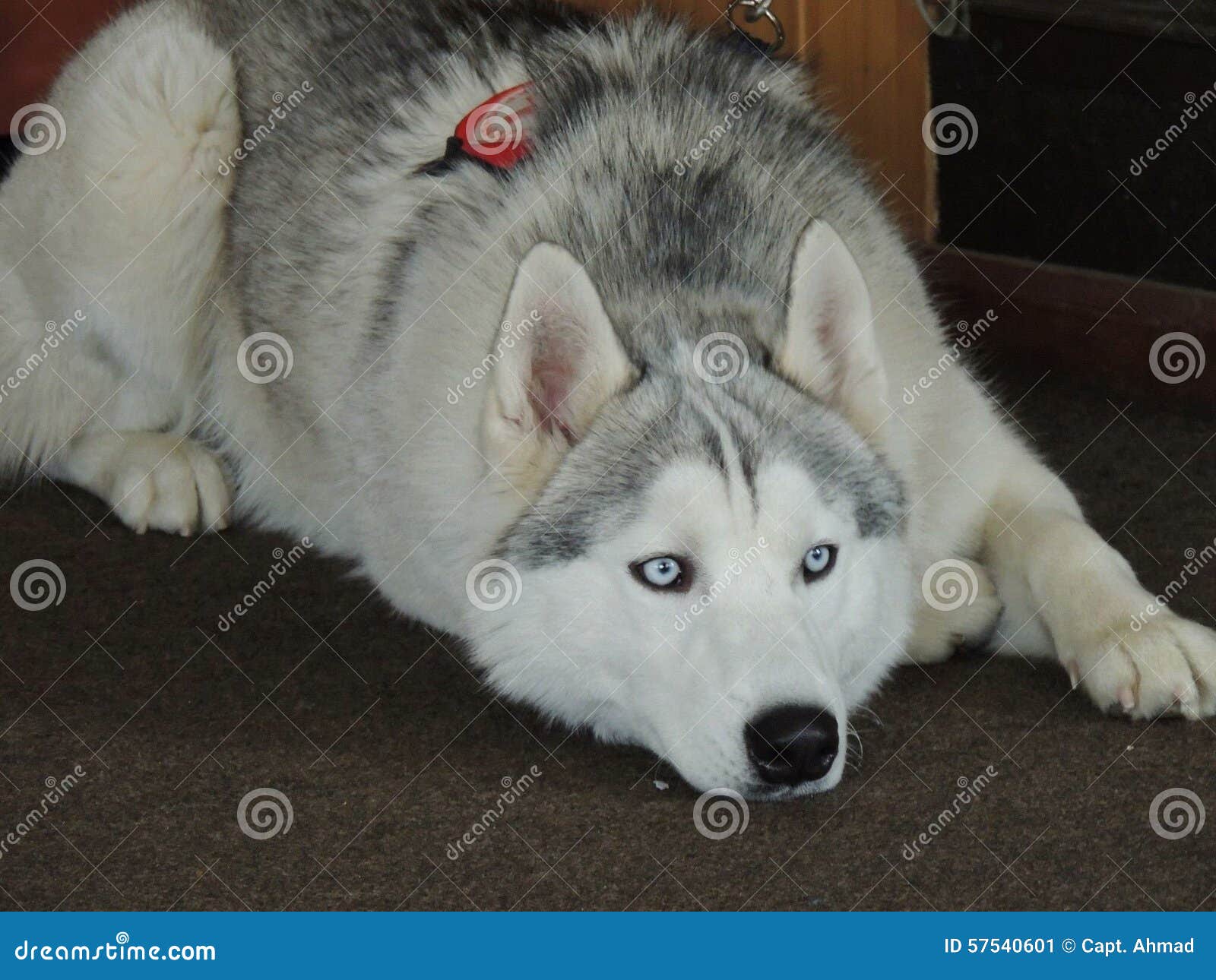 Husky stock image. Image of shoot, russian, husky - 57540601