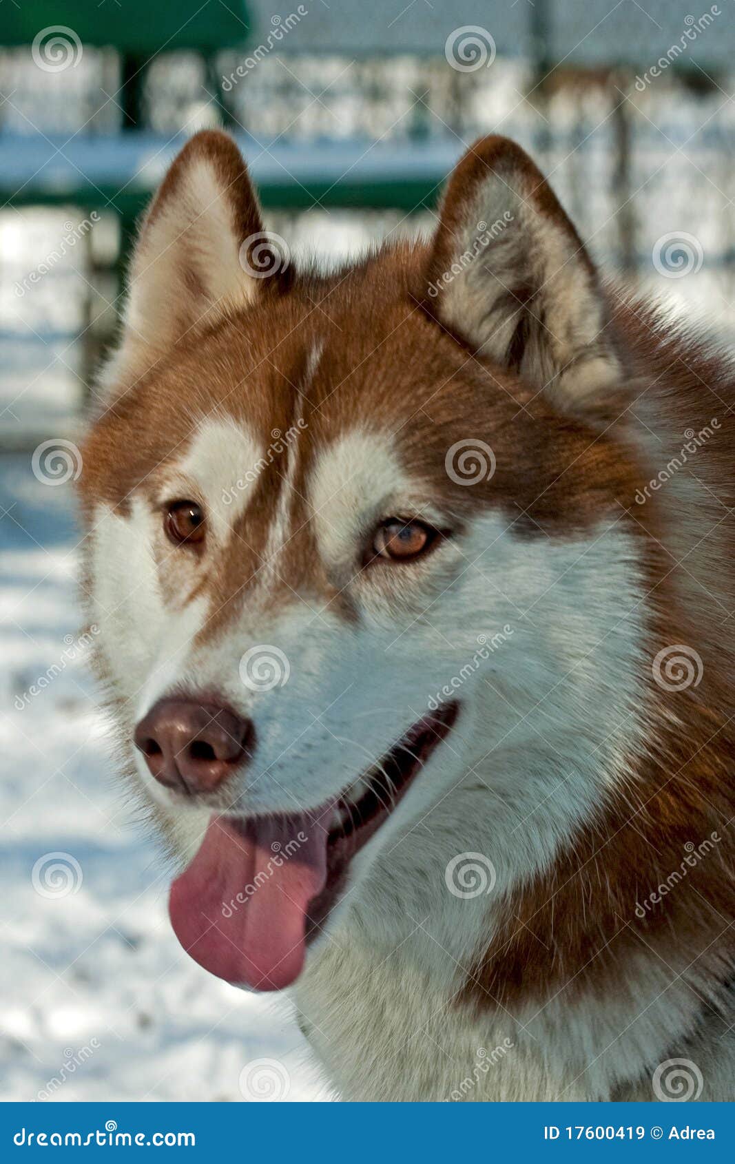 Husky del Brown immagine stock. Immagine di animale, bello - 17600419