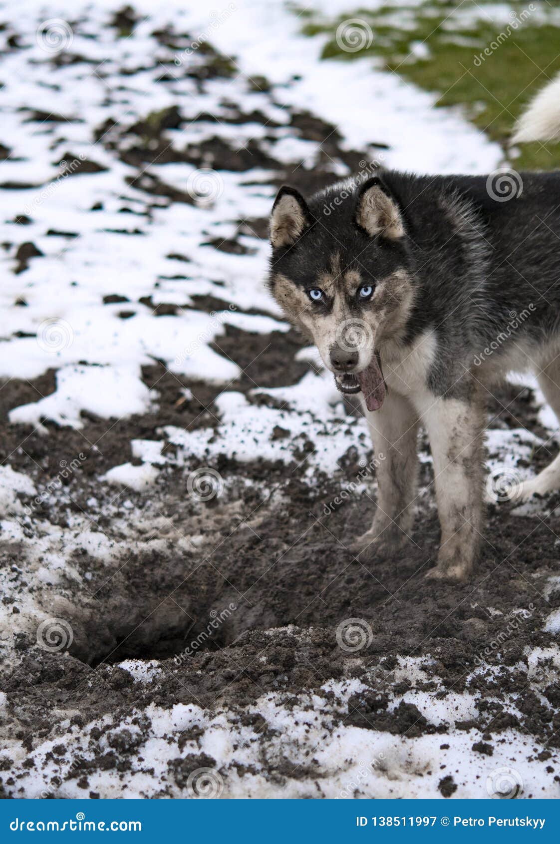 Husky digs a hole stock image. Image of funny, portrait - 138511997
