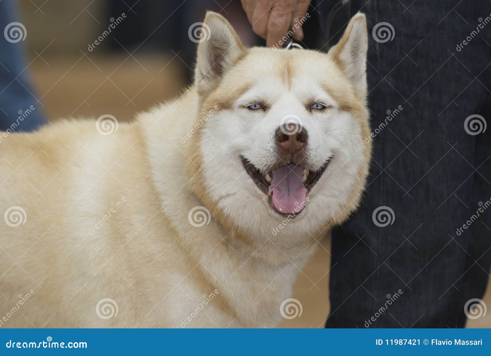 Husky Dog stock image. Image of animal, obedience, portrait - 11987421