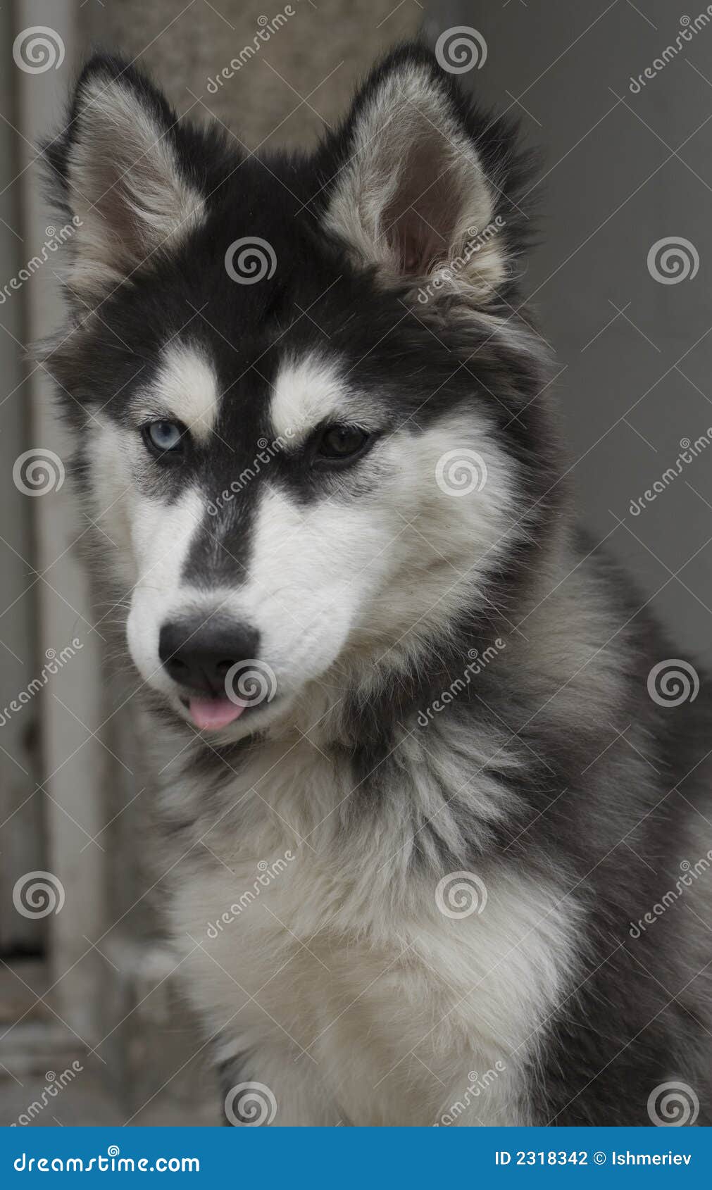 Husky dog stock photo. Image of truebred, snout, husky - 2318342