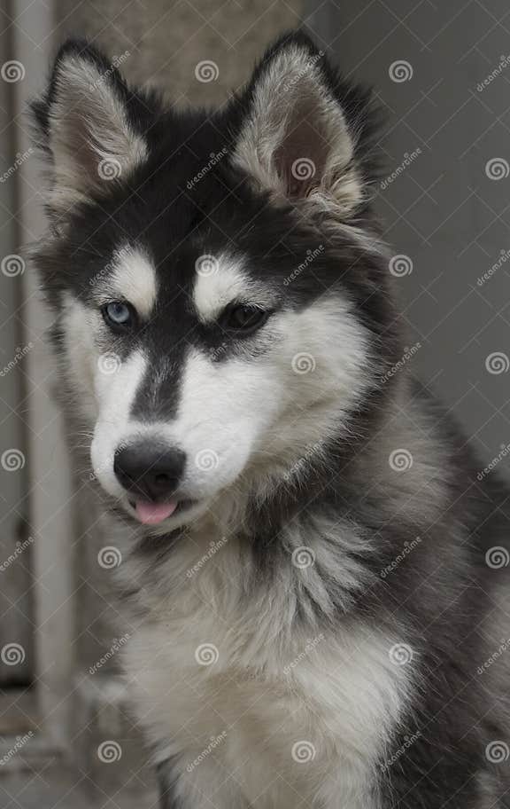 Husky dog stock photo. Image of truebred, snout, husky - 2318342
