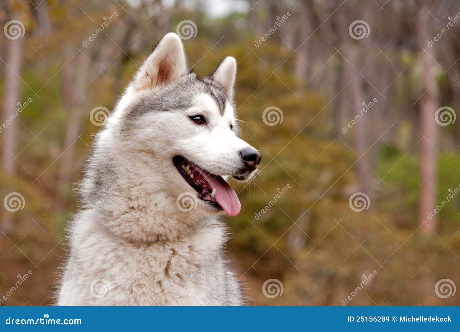Husky dog stock image. Image of doggy, nature, pedigree - 25156289