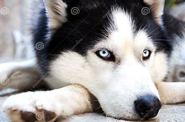 Husky Dog stock photo. Image of tired, obedience, pets - 26593524