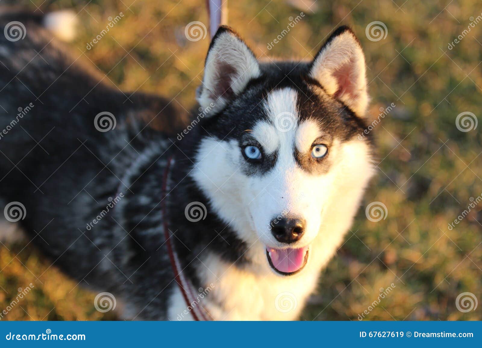 Husky dog stock image. Image of husky, canon, animal - 67627619