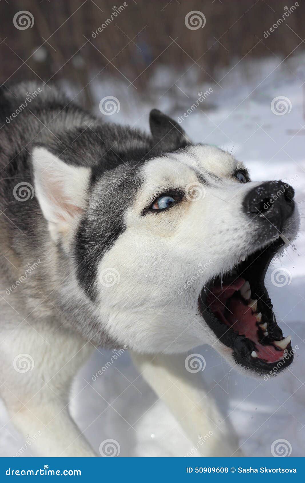 Husky dog attack stock photo. Image of siberian, threat - 50909608