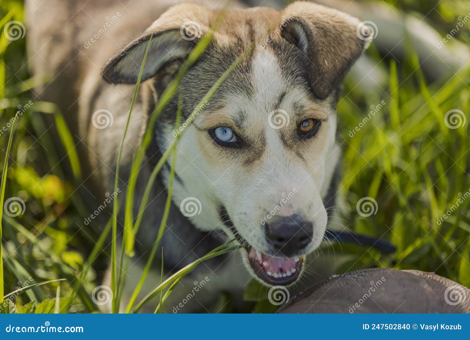 Husky dog with a ball stock photo. Image of ball, jumping - 247502840