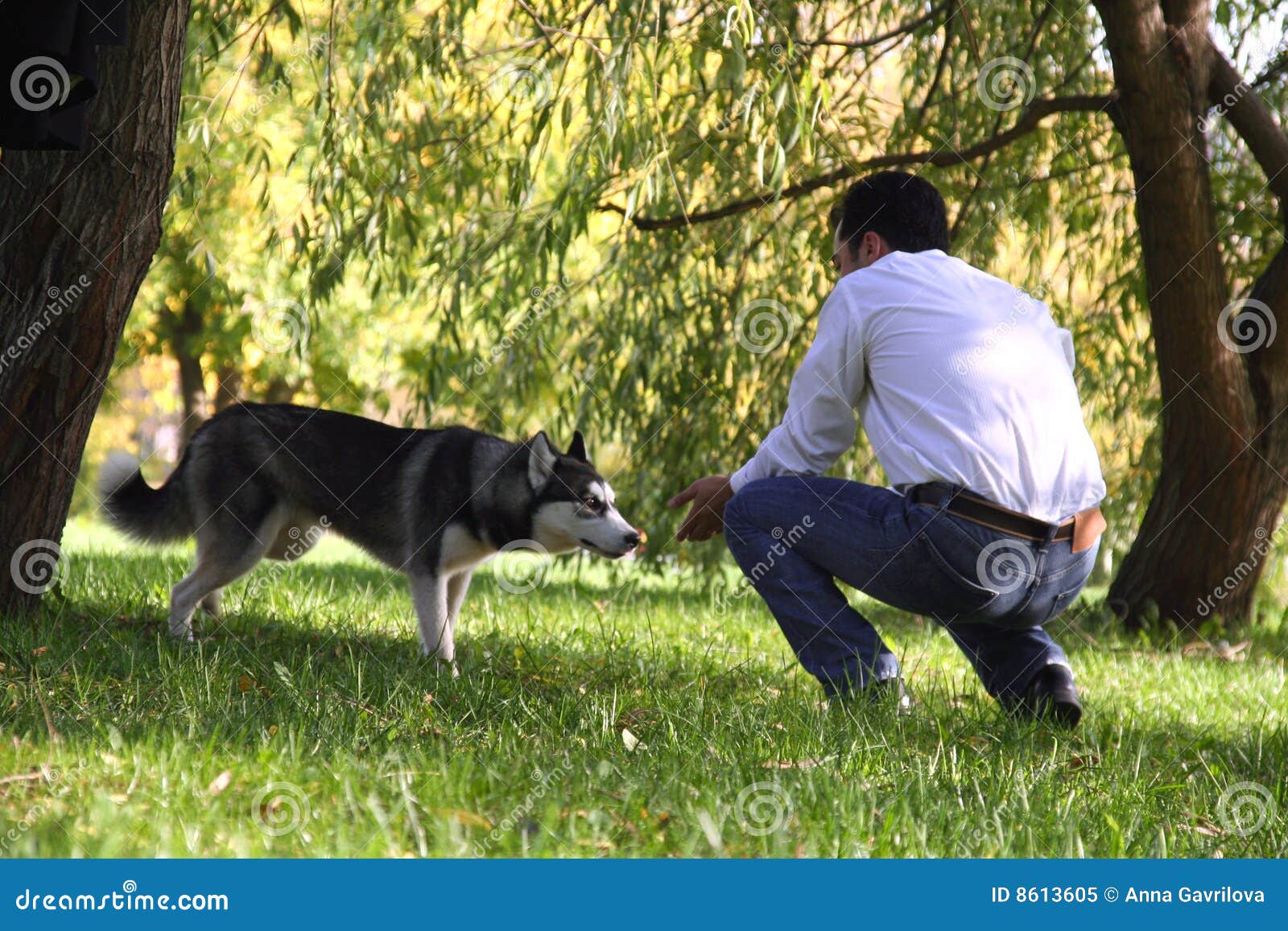 A Husky Dog is Being Watchful Stock Image - Image of hunker, color: 8613605