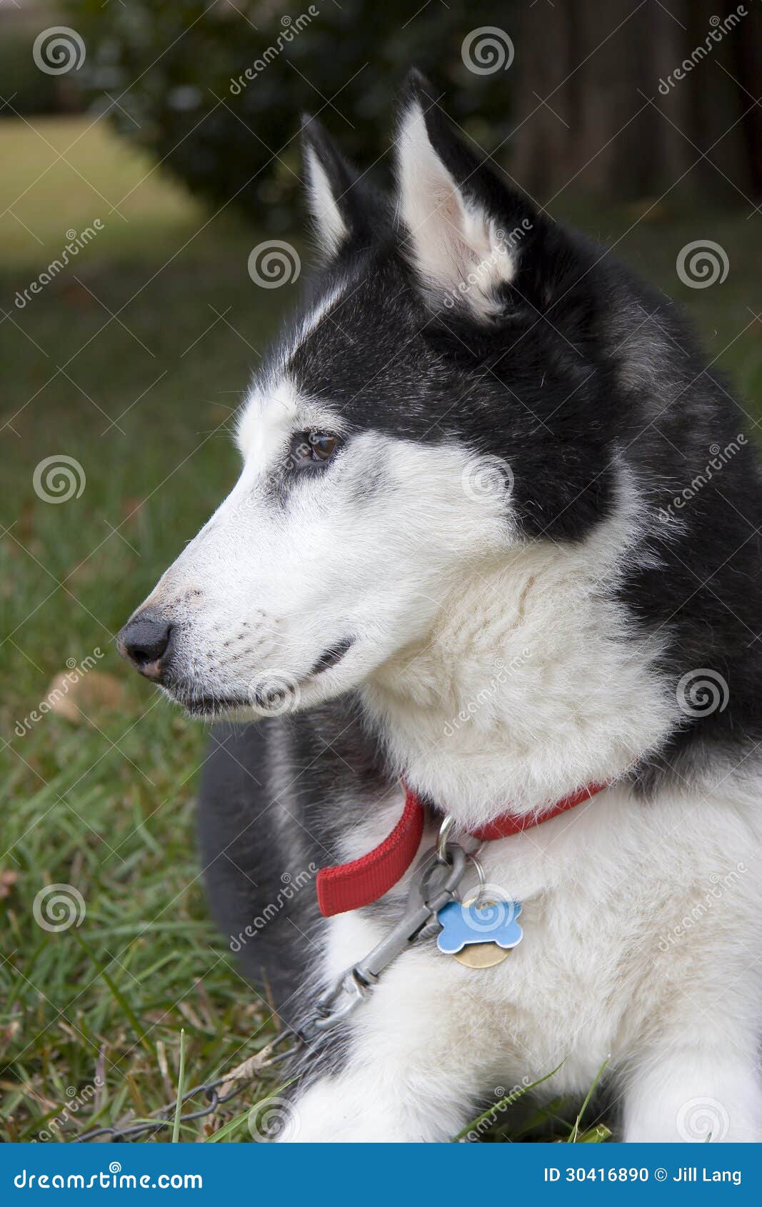 Husky Dog stock photo. Image of pretty, pooch, pointed - 30416890