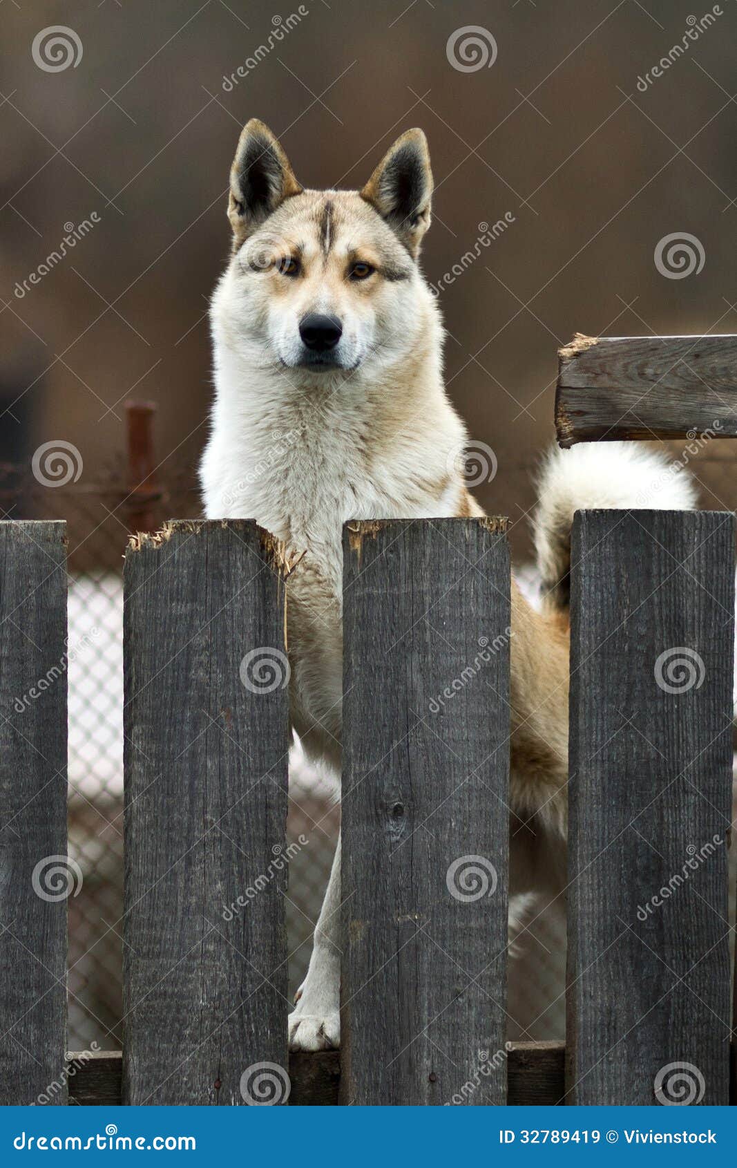 Husky dog on a chain stock image. Image of home, chain - 32789419