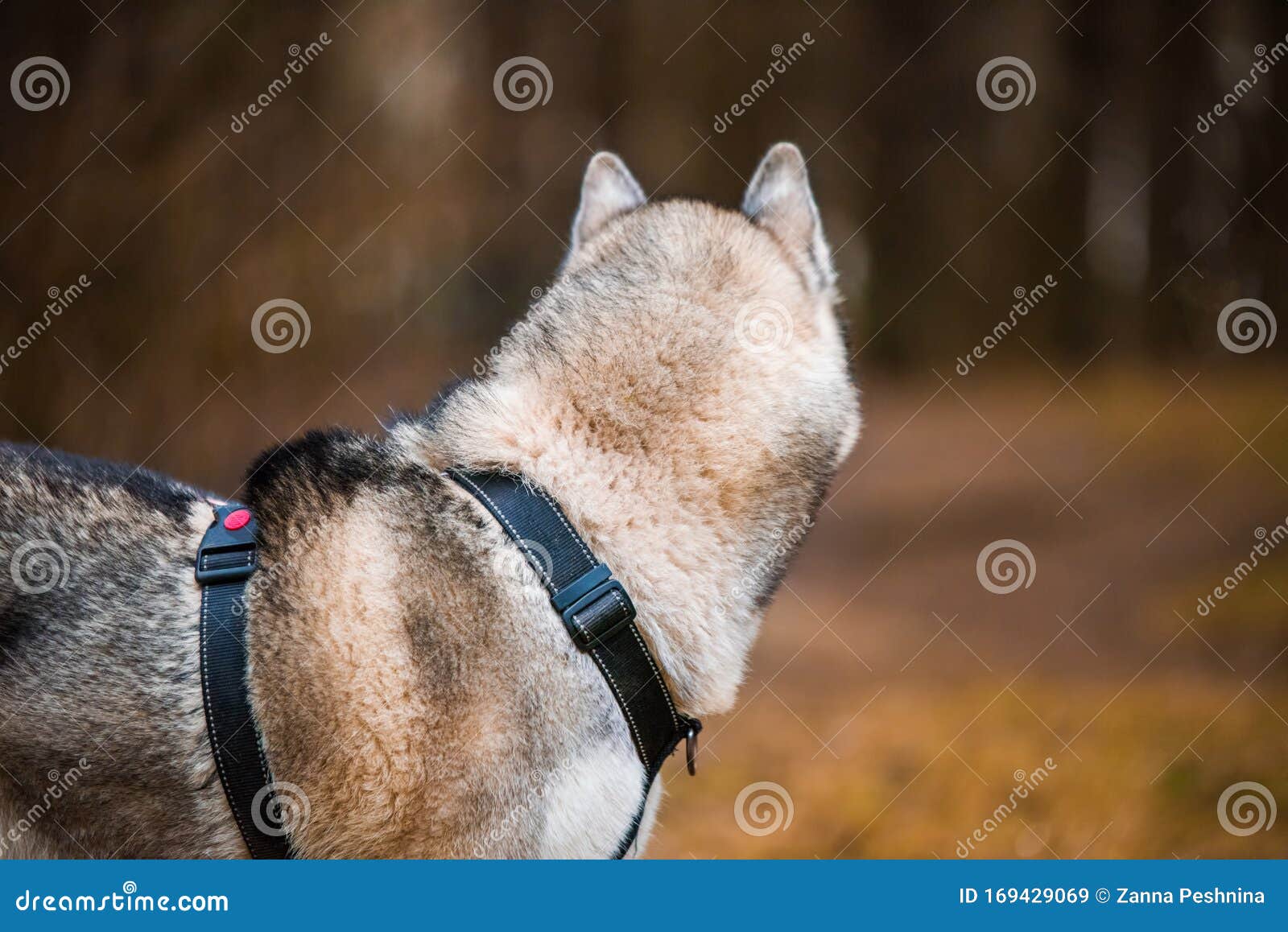 Husky Dog Close Up Back Portrait on Nature Stock Image - Image of blue ...