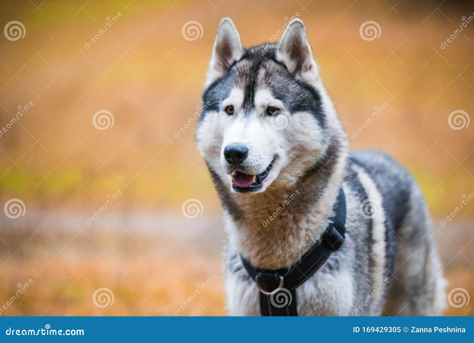 Husky Dog Close Up Muzzle Portrait with Smile Stock Image - Image of ...