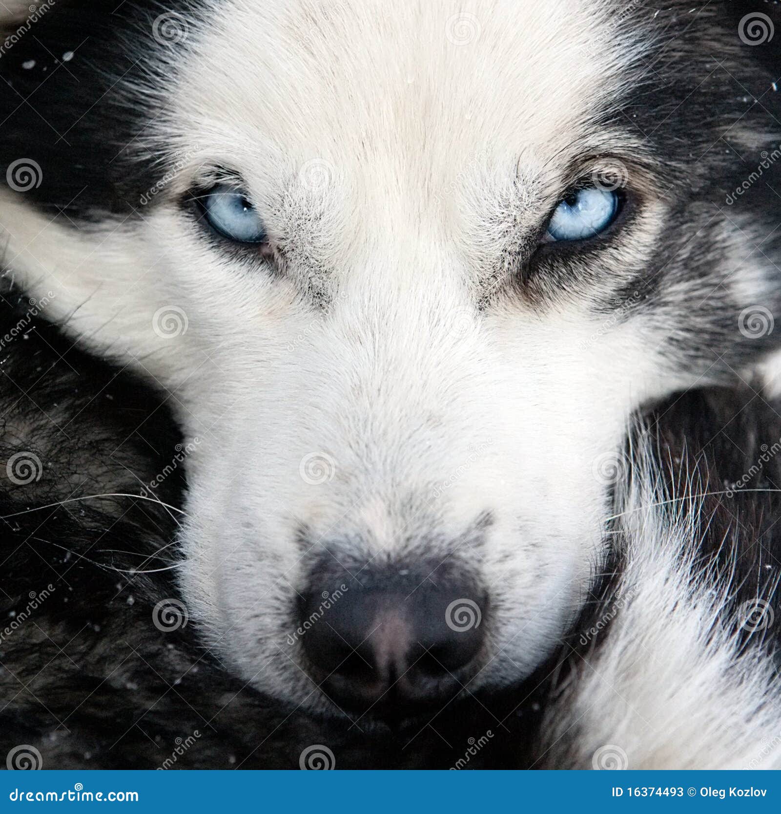 Husky dog closeup stock image. Image of eyed, husky, sleddog - 16374493