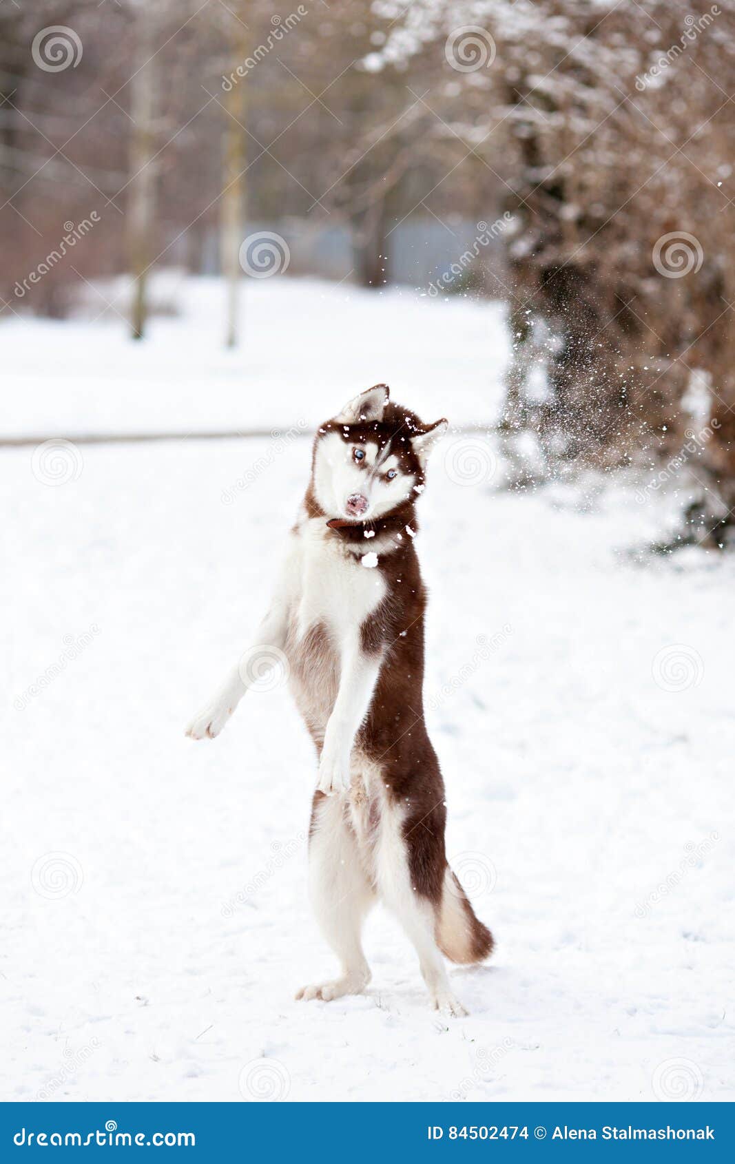 Husky dog dancing stock photo. Image of doggy, nose, nature - 84502474