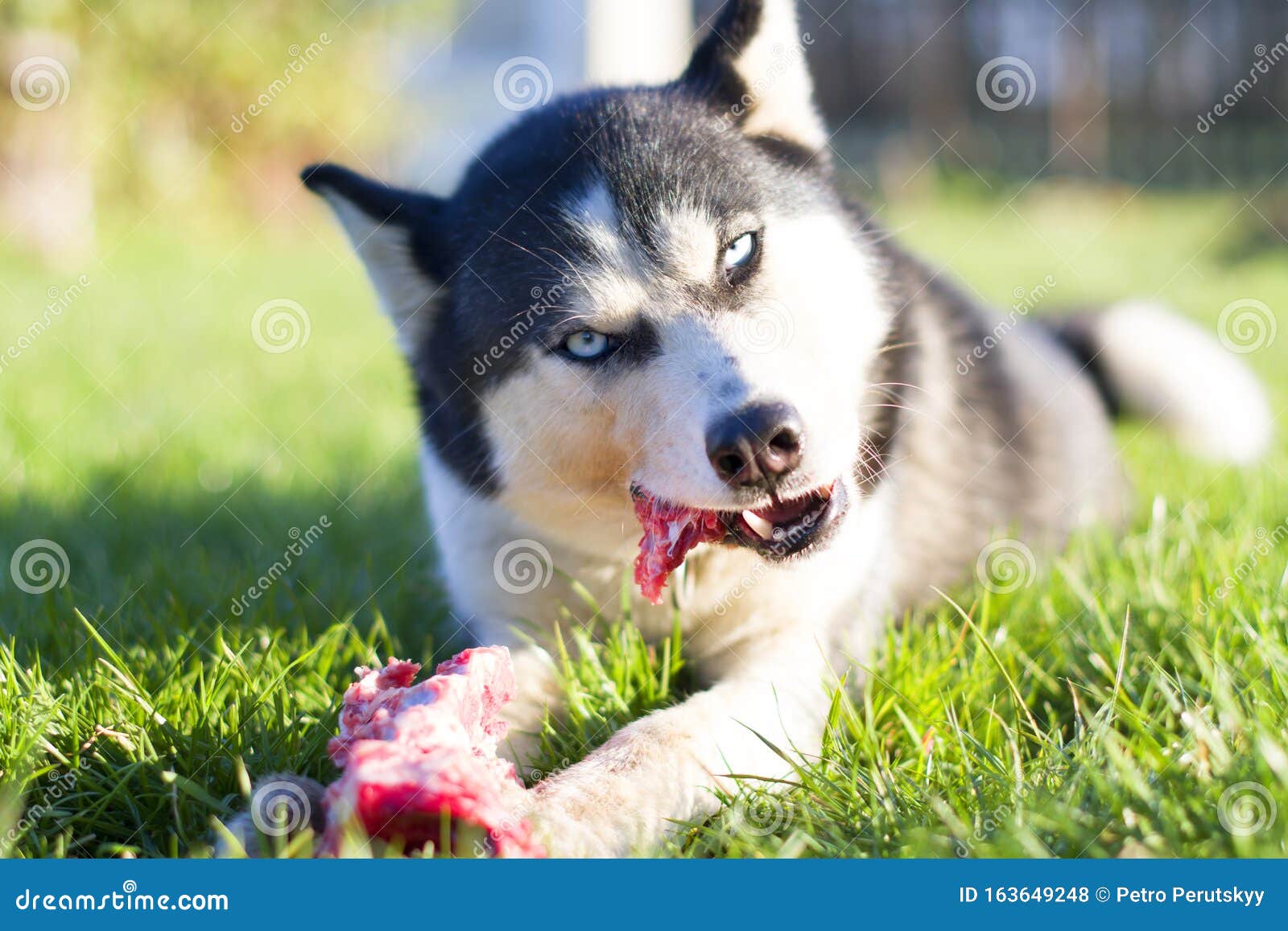 Husky dog eat bone stock photo. Image of domestic, mammal - 163649248