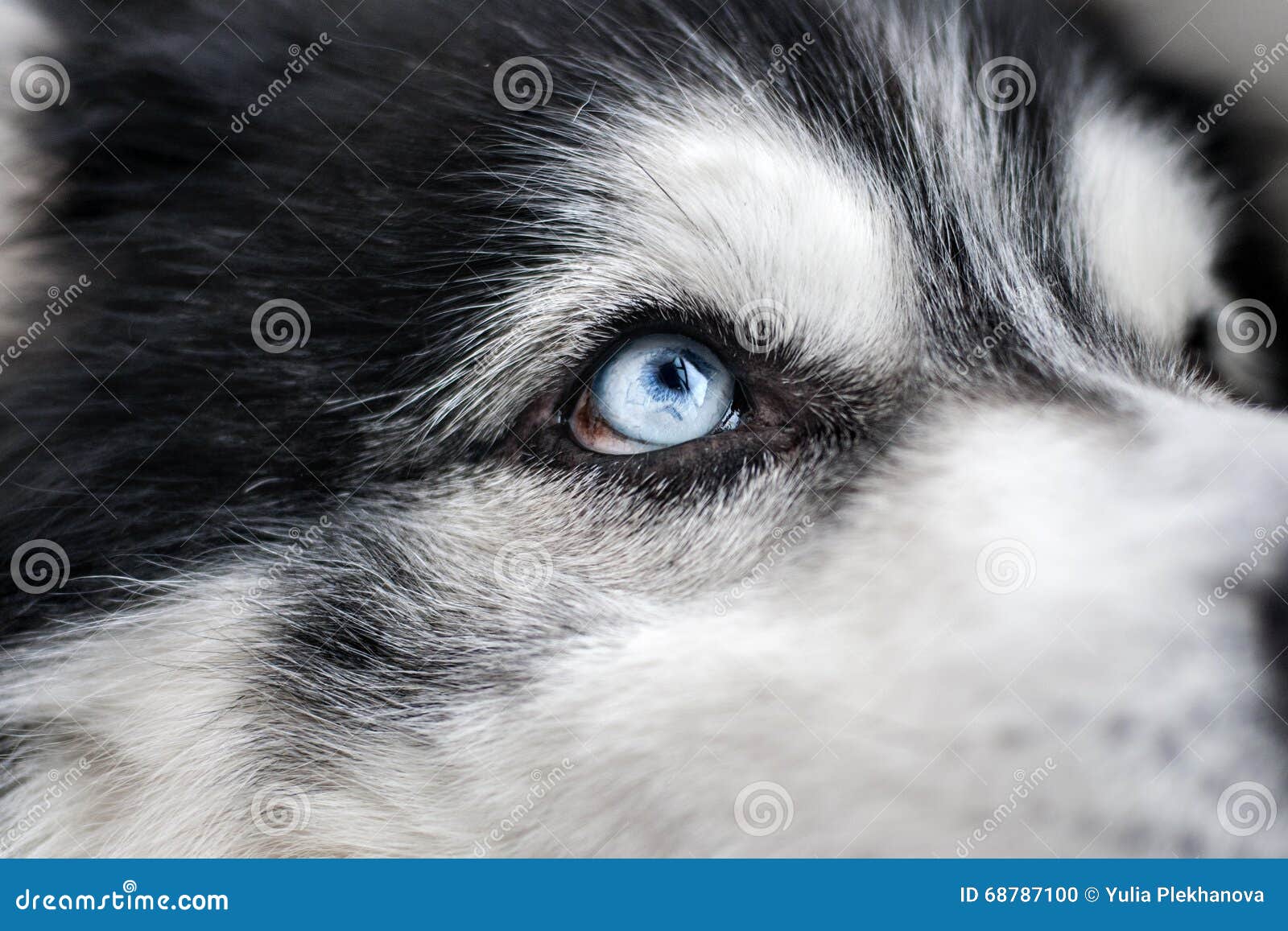 Husky dog eyes stock photo. Image of wolf, pets, mustache - 68787100