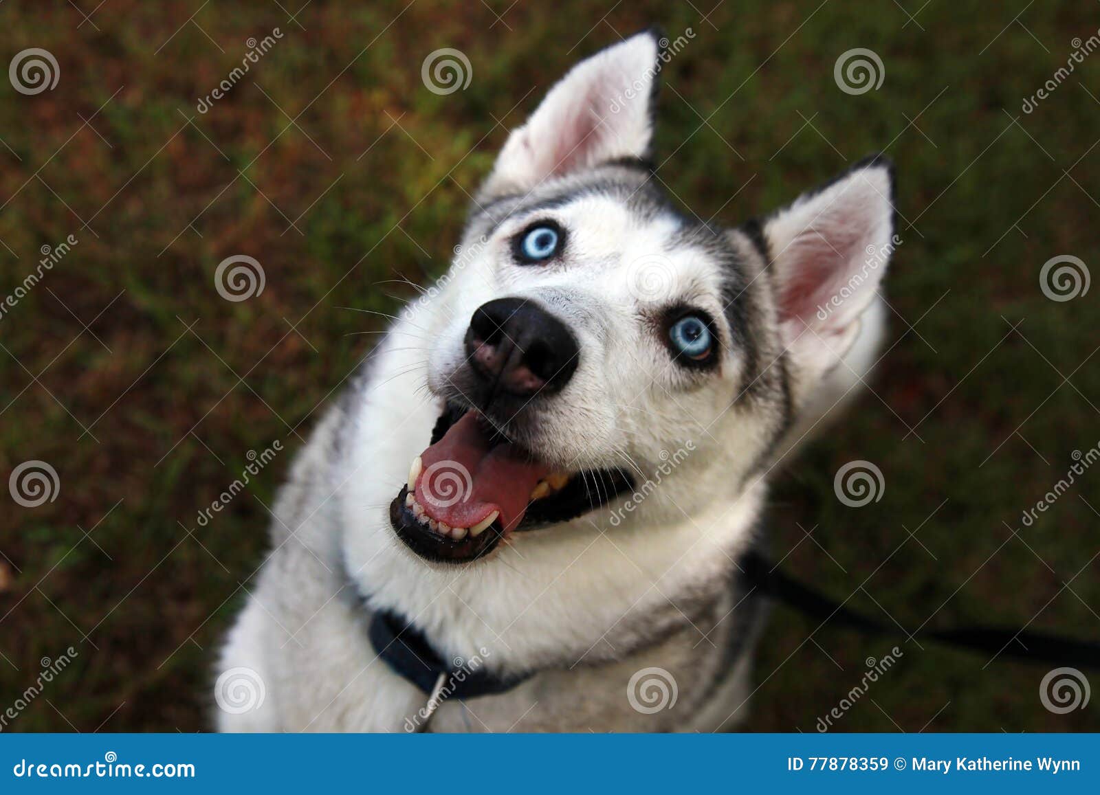 Husky dog face stock image. Image of focus, face, behavior - 77878359