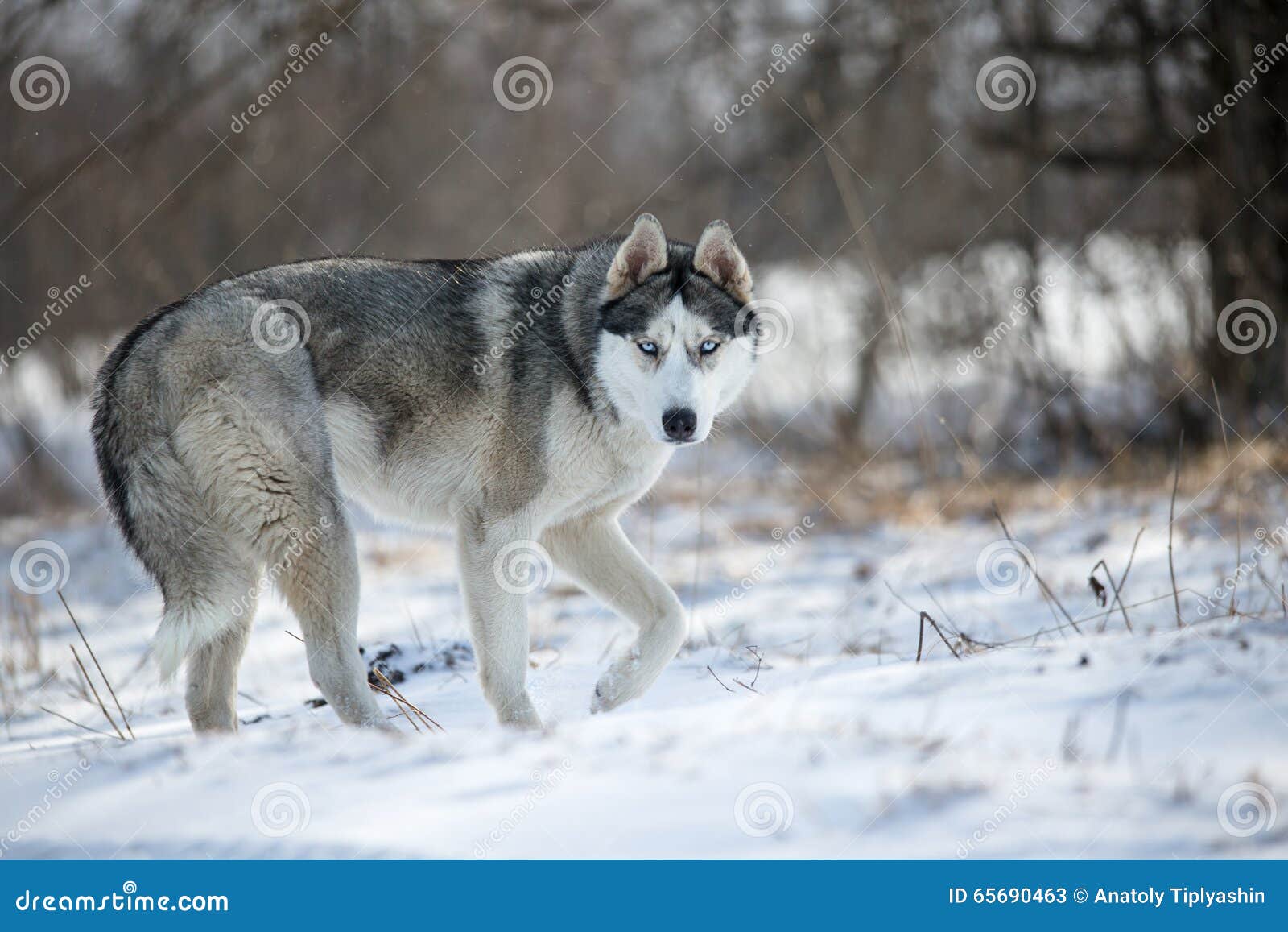 Husky dog in forest stock image. Image of white, forest - 65690463