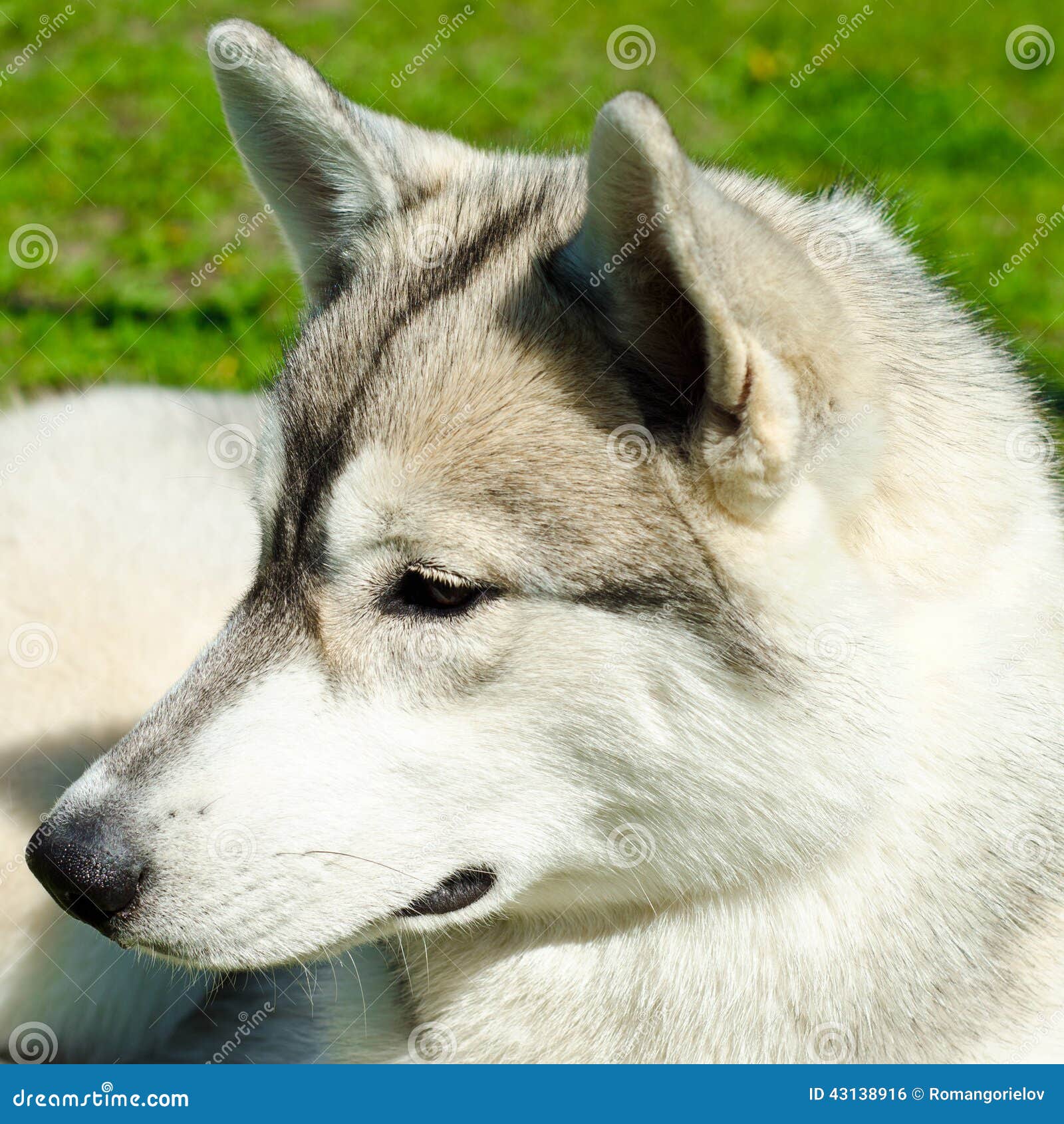 Husky dog stock photo. Image of doggy, beautiful, head - 43138916