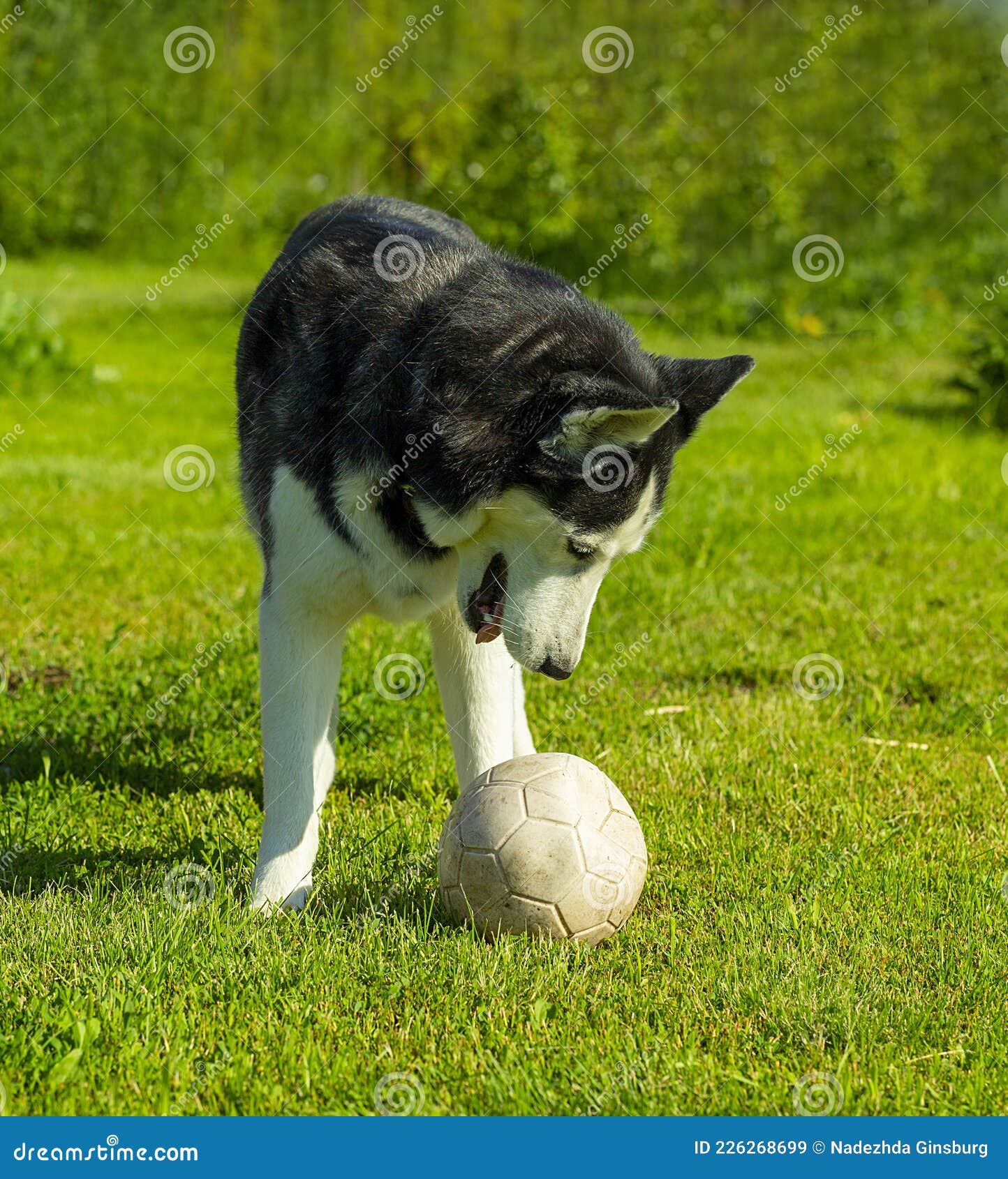 A Husky Dog Has Fun Playing with a Ball on the Grass Stock Image ...