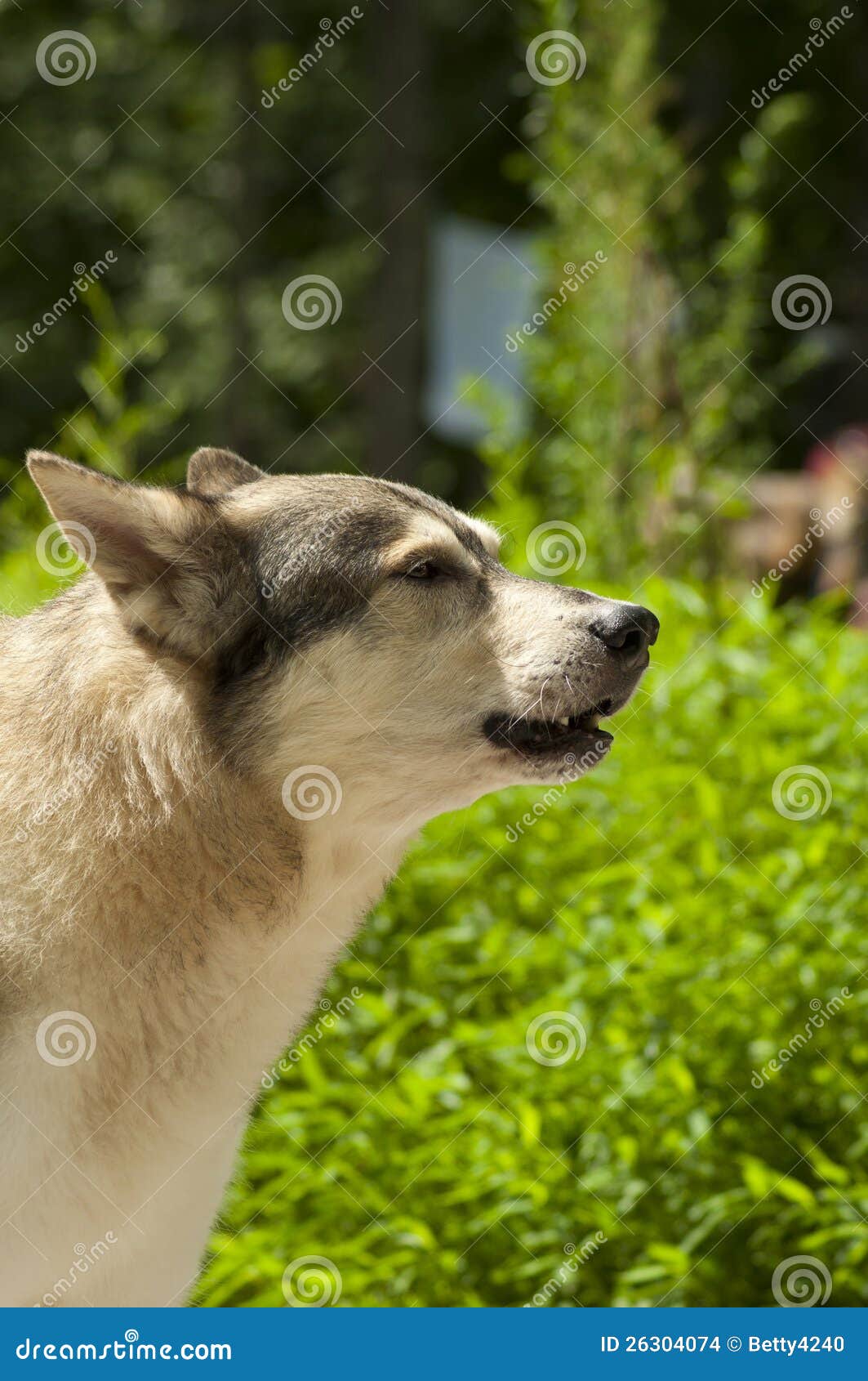 Husky Dog Howling at His Master Stock Photo - Image of breed, pets ...