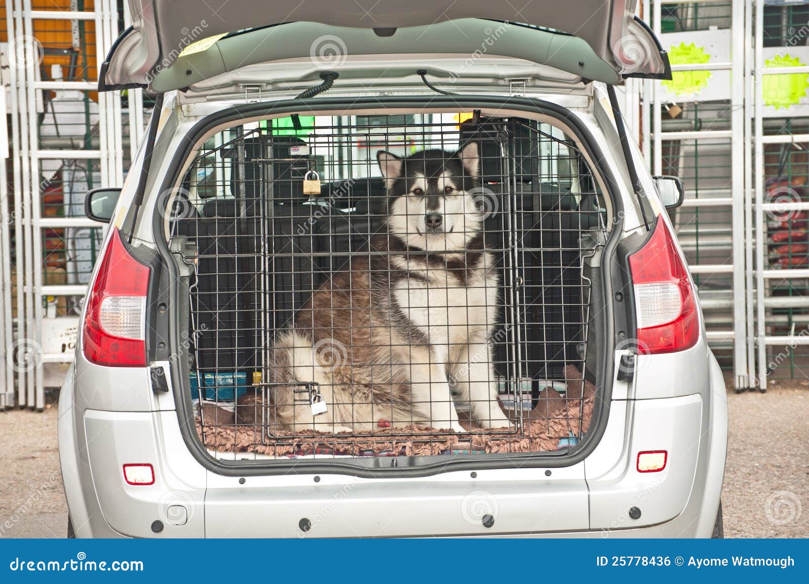 Husky dog inside car stock photo. Image of grille, mirrors - 25778436