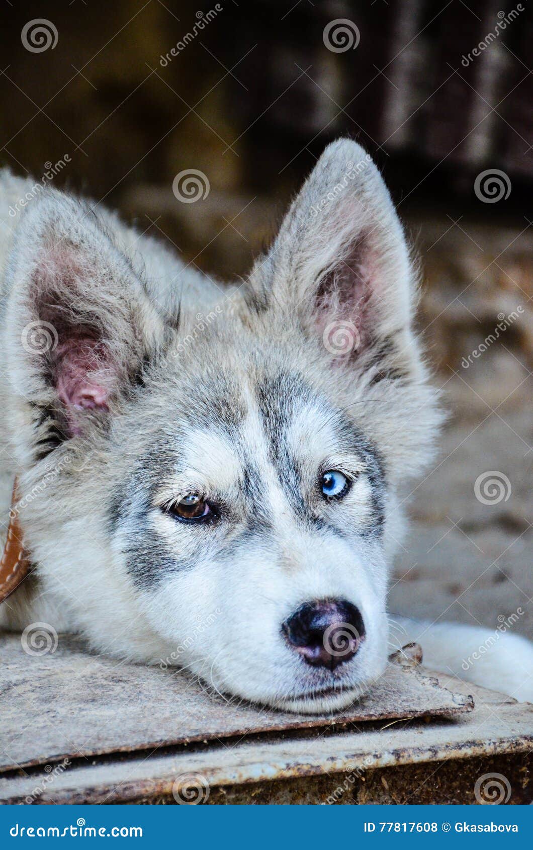 Husky dog stock photo. Image of head, pedigree, freedom - 77817608