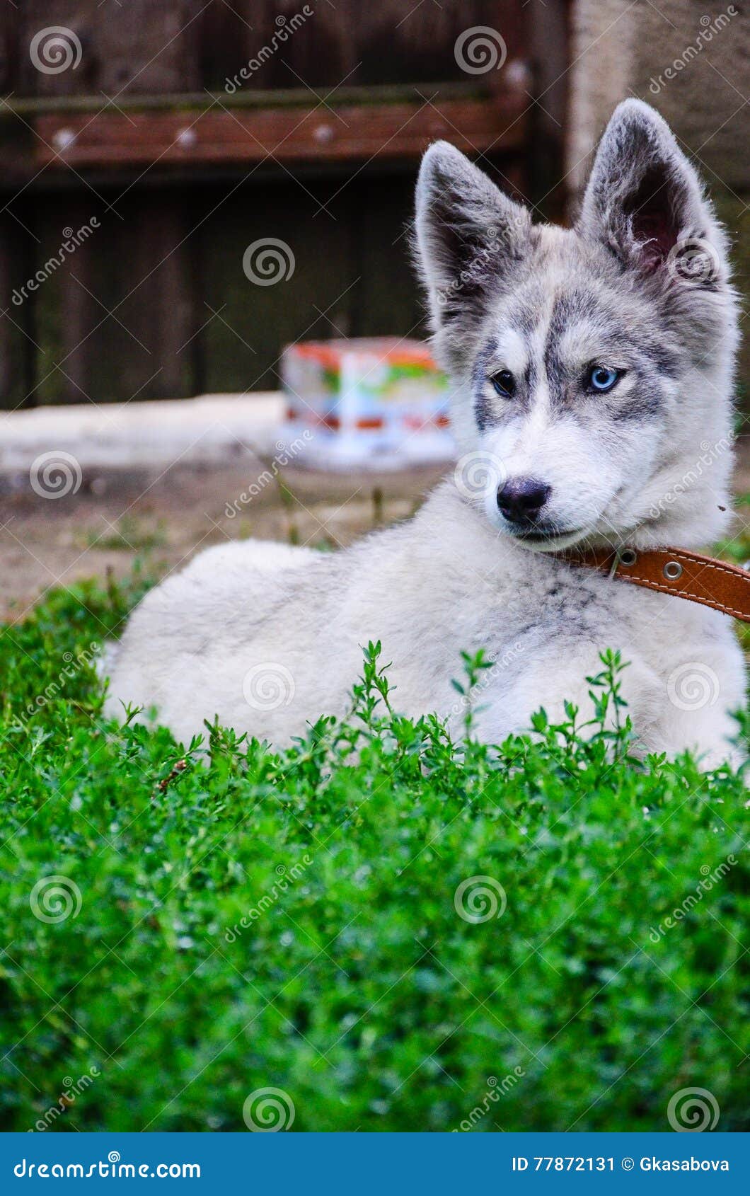 Husky dog stock image. Image of furry, muzzle, outdoor - 77872131
