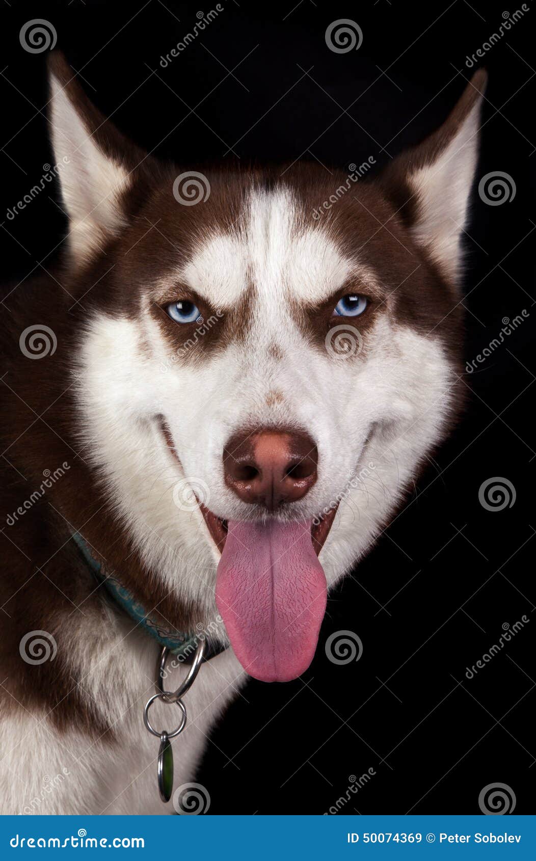 The Husky Dog Looking at the Camera. Portrait Stock Image - Image of ...