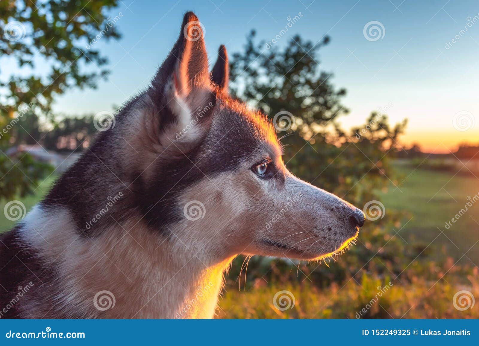 Husky Dog Looking into the Sunset Sky Stock Image - Image of cute ...