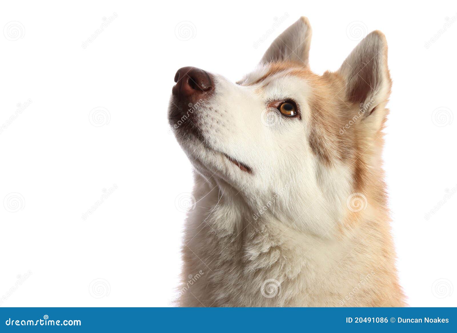 Husky Dog Looking Up stock photo. Image of coat, happy - 20491086