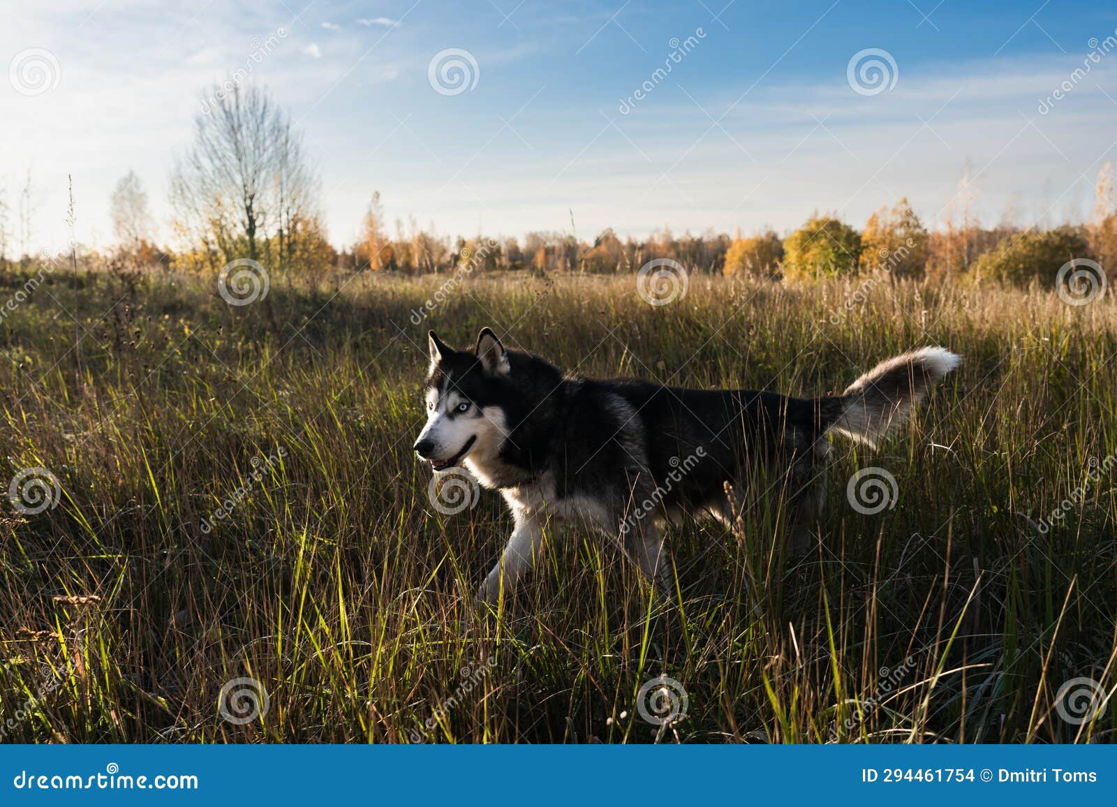 Husky Dog with Multi-colored Eyes in the Field. Side View Stock Photo ...