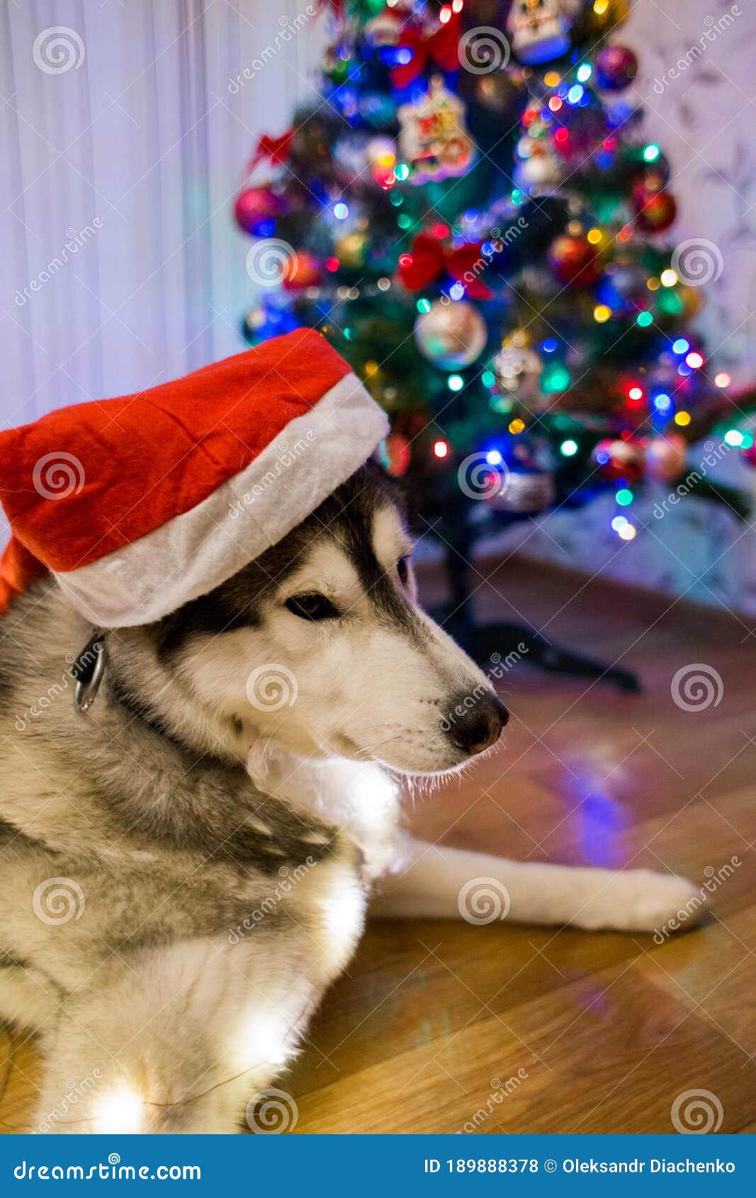 Husky Dog Near Christmas Tree Stock Photo - Image of alaskan, beautiful ...
