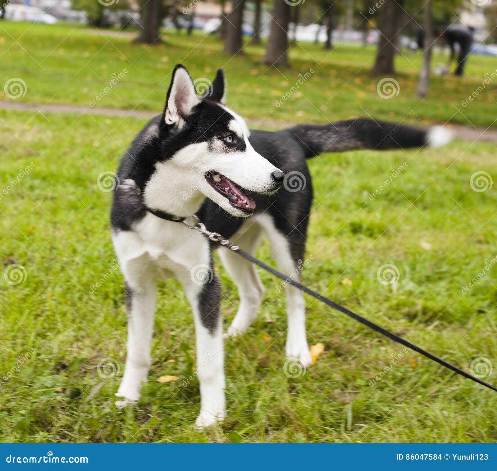 Husky Dog Outside on a Leash Walking, Green Grass in Park Stock Photo ...