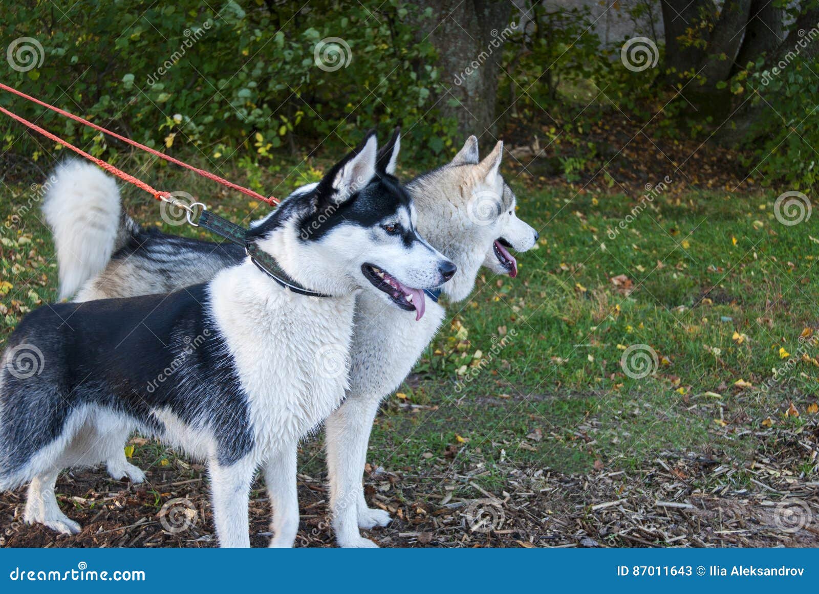 Husky Dog Outside on a Leash Walking Stock Image - Image of pets, husky ...