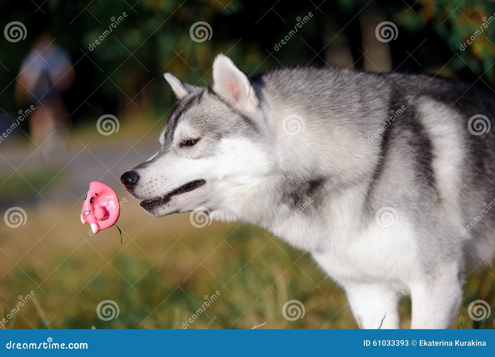 Husky Dog Playing with a Ball Stock Image - Image of beauty, face: 61033393